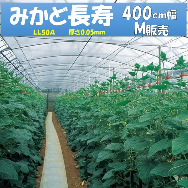 みかど長寿・内張りカーテン用・透明タイプ・流滴処理（練込品）・軽くて、群を抜く持ちの良さ、ベタツキもありません。【特徴】フィルム表面に汚れがつきにくく、透明感を長く保ちます。タテ・ヨコ方向それぞれで起こる収縮が少なく、束ねた時にも融着が起き...