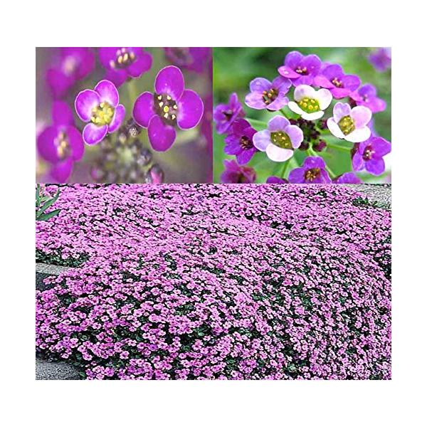 商品名:  BIG PACK - (60,000+) Alyssum Royal Carpet Seeds - Fragrant Lobularia maritima - Attracts Honey Bees, Butterfly - G...
