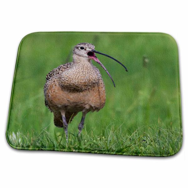 商品名:  3dRose Danita Delimont - Birds - Long Billed Curlew, Calling - Bathroom Bath Rug Mats (rug-278064-1)ブランド: 3dRose商品...