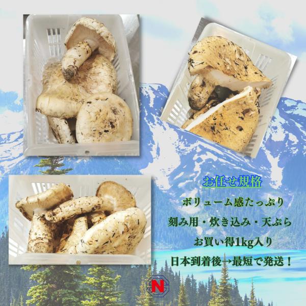 【発売日：2025年09月30日】[商品規格] 品名: 北米産 松茸 (お任せ規格) 約1kgセット 産地: アメリカ・カナダ 入り数: 指定不可・当日の出荷状況に応じてこちらで選別・手配致します。 ※こちらは価格を押さえたランクの品物とな...