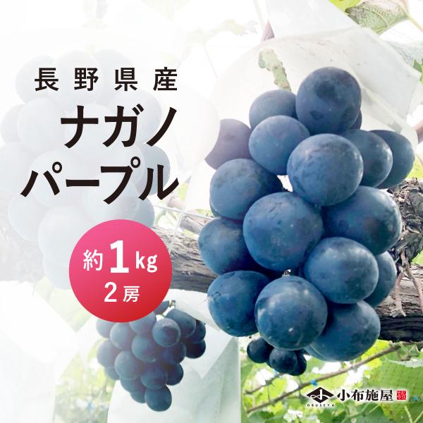 【発売日：2026年09月01日】長野県産 ナガノパープル 約1kg (2房入り)〜信州発の夢の様なぶどう〜ぶどうを代表する「巨峰」を改良し、誕生した 「ナガノパープル」は、種無しで皮ごと食べられる まさに夢のようなぶどうです。味わいは黒ぶ...