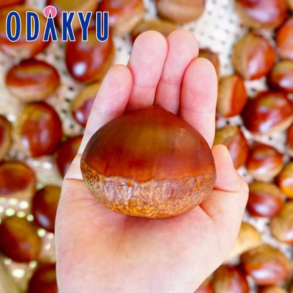 産地：丹波市重さ：約1.0kg賞味期間：お届け日より7日間内容：丹波市産　熟成丹波栗 3L サイズ　品種：銀寄・筑波　500g/袋・2袋