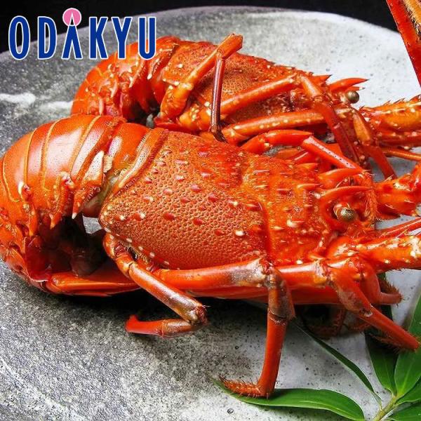 加工地：千葉、静岡等産地：千葉、静岡等重さ：約0.75kg箱サイズ：26×21×11(cm)賞味期間：出荷日より90日間内容：伊勢海老活〆ボイル済250g×2尾