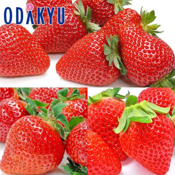 産地：茨城県他重さ：約0.7kg等級：A品以上内容：茨城県産他「とちおとめ」×1パック福岡県産「博多あまおう」×1パック熊本県産「ゆうべに」×1パック