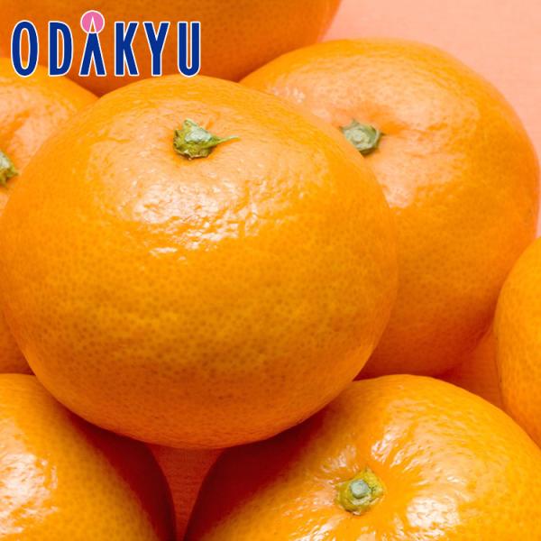 賞味期限：冷暗所で保存し、お早めにお召しが利ください産地：愛知県重さ：約1.2kg等級：秀内容：蒲郡温室みかん（Sサイズ）×15玉入り