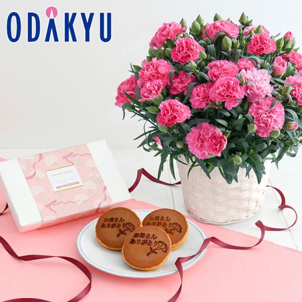 梱包重量：約1.5kg箱サイズ：27×27×45(cm)内容：カーネーション鉢＆徳島なると金時のどら焼き