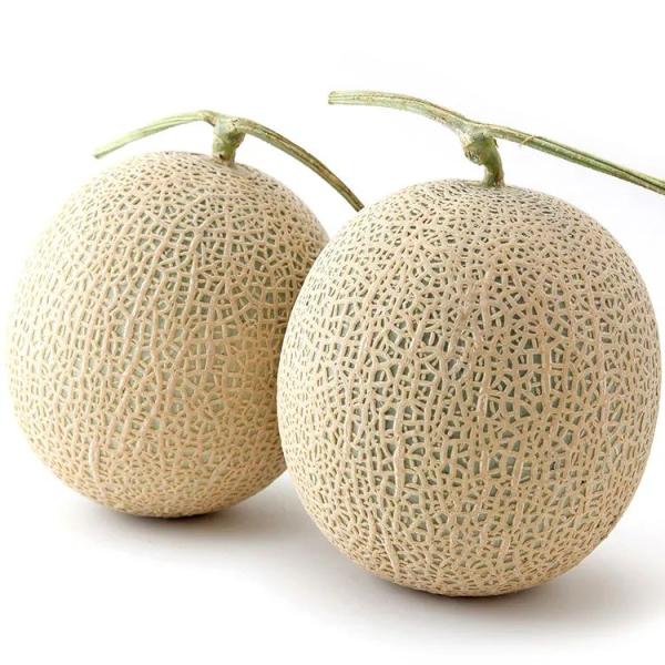 産地：静岡重さ：約2.4kg内容：静岡県産アールスメロン（1.2kg）×2玉