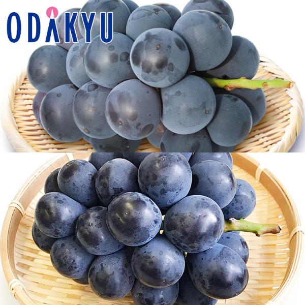 重さ：約0.8kg内容：山梨県産種なし巨峰（400g以上）×1房山梨県産種なしピオーネ（400g以上）×1房