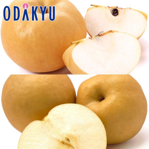重さ：3.0kg内容：旬の洋梨（1玉300g以上）×6〜10玉※お届け時期に応じて1〜2品種おまかせ