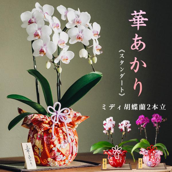 丸い鉢を風呂敷で包んだ上品さと華やかさを併せ持つ胡蝶蘭です。ご自宅の特別な空間を彩るだけでなく、感謝や祝福の気持ちを伝える贈りものにも最適です。サイズ 鉢直径：13cm　鉢の高さ：11cm鉢底から花までの高さ：約30〜50cm　ミディ胡蝶蘭...