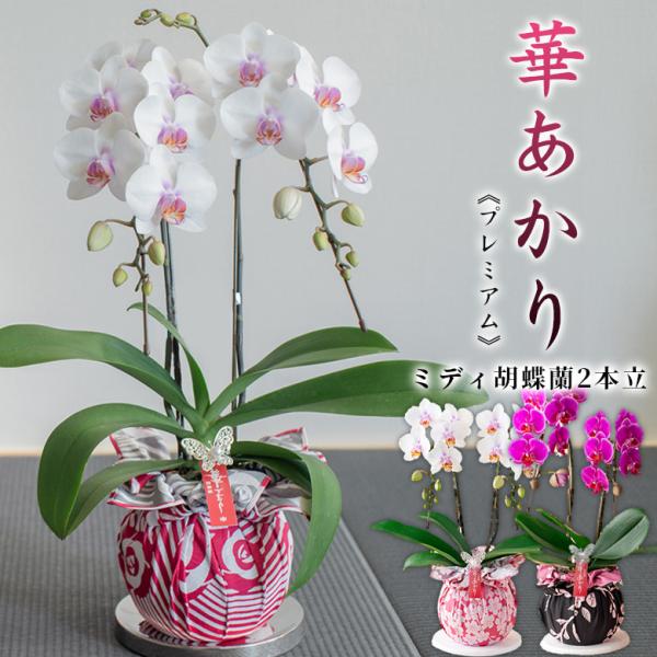 丸い鉢を風呂敷で包んだ上品さと華やかさを併せ持つ胡蝶蘭です。ご自宅の特別な空間を彩るだけでなく、感謝や祝福の気持ちを伝える贈りものにも最適です。サイズ 鉢直径：13cm　鉢の高さ：11cm鉢底から花までの高さ：約30〜50cm　ミディ胡蝶蘭...