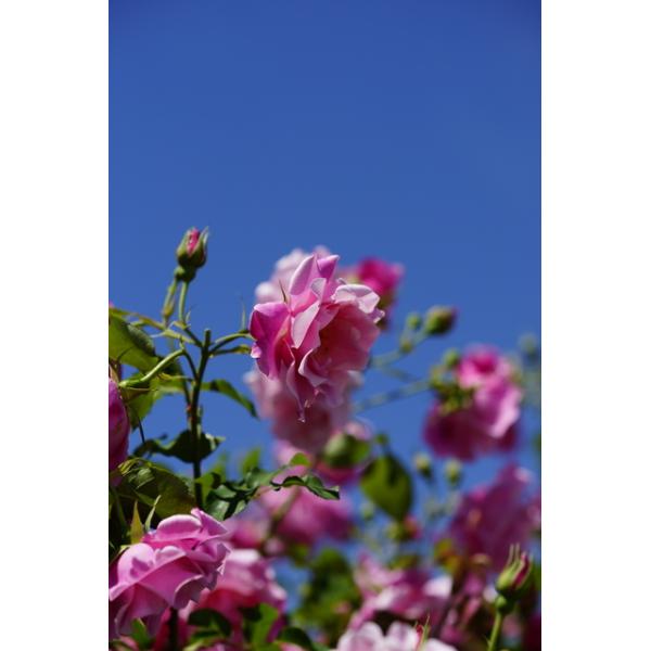 【発売日：2027年01月06日】Spanish Beauty花色：ピンク　香り★★★　一季咲き性純ピンクのカップ咲き大輪種。香りが強く花つきがよい。強健種で良く育ちます。アーチやパーゴラ向き