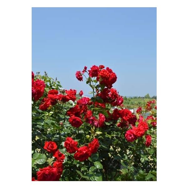 【発売日：2027年01月06日】Ulmer Munster花色：赤色　香り★☆☆　四季咲き　花径10cm花形：丸弁のカップ咲き丈夫で耐病性に優れ、寒冷地にも適しています。赤系のつるバラは、一本あると華やかな空間を作ります。花名はドイツの都...