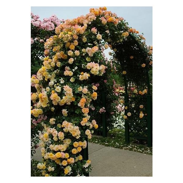 Sahara’98花色：明るい黄オレンジ　香り☆☆☆　四季咲き　花径7〜8cm黄色からだんだんオレンジ色に色のりしてきます。最盛期は見事な景観を作ります。バランスのとれた強権多花性種です。伸長2.5m