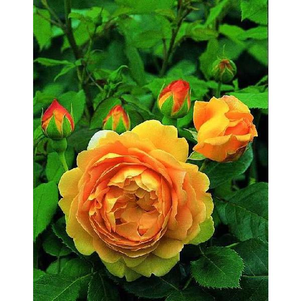 【発売日：2027年01月06日】Golden Celebration花色：濃い山吹色　香り★★★　四季咲き 花径8〜10cm花は黄色系のイングリッシュローズ中でも特に濃い、深い山吹色。外弁がやや外に反り返る大輪カップ咲きで、豊かな香りを持...