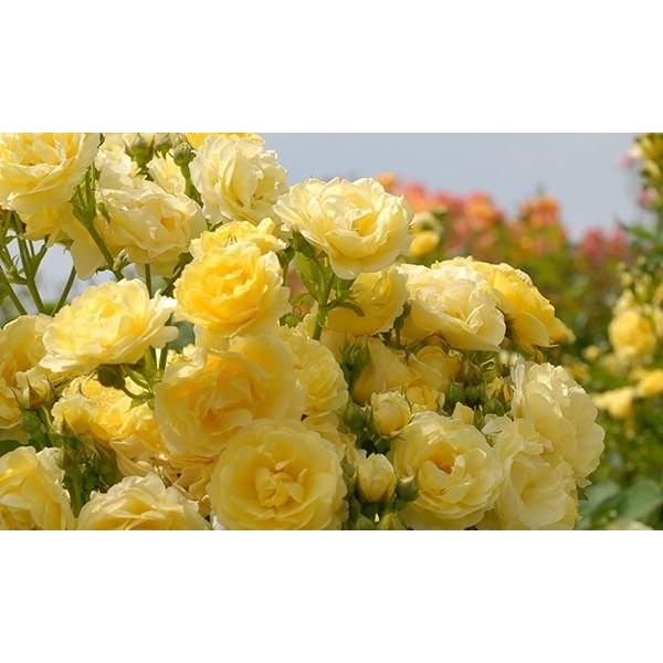 Golden Border花色：黄色　香り★★☆　四季咲き　花径：6〜7cm花つきが良く、トゲが少ない品種です。ブーケのように房咲きになり、丸みを帯びた花型が魅力的。香りもあります。直立性　伸長0.5〜1m