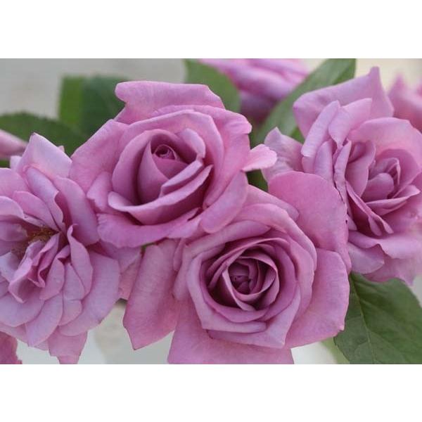 【発売日：2027年01月06日】Le Comte Fersen花色：ラベンダー紫 　香り：★★★ 　四季咲き　花径：9〜10cm　花弁数：25〜30枚　花形：波状弁高芯〜平咲　樹形：横張り性  樹高：1.2m王妃アントワネットの心をつかん...