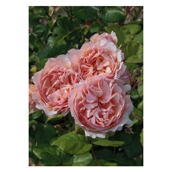 【発売日：2027年01月06日】PRINCESSE CHARLENE DE MONACOアンティークタッチのバラ花色：杏ピンク　香り★★★　花径：11cm花弁数：60〜70枚　波状弁抱え咲　半直立性　樹高：1.6mモナコ公国シャルレーヌ公...