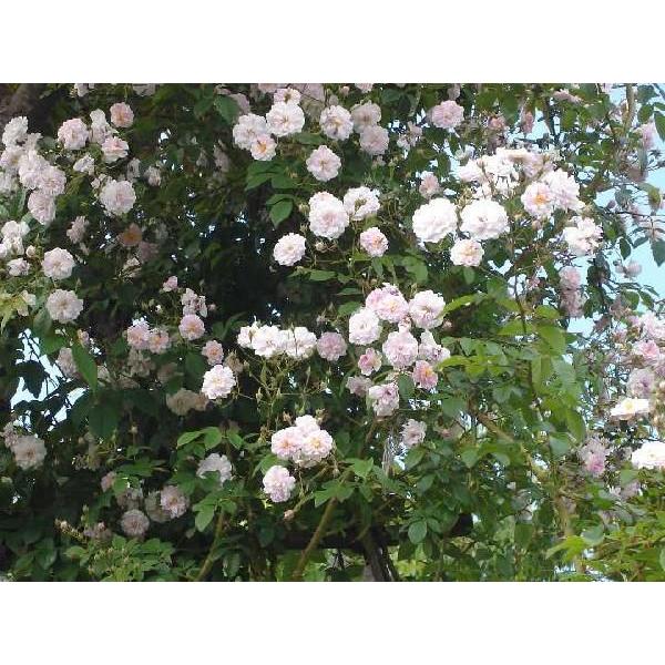 Paul’s Himarayan Musk系統：ランブラーローズ花色：薄ピンク色　香り★★★　一季咲き5〜8mになる。小輪の淡いピンクの八重で、後に白っぽくなる。樹形540×350　つる性