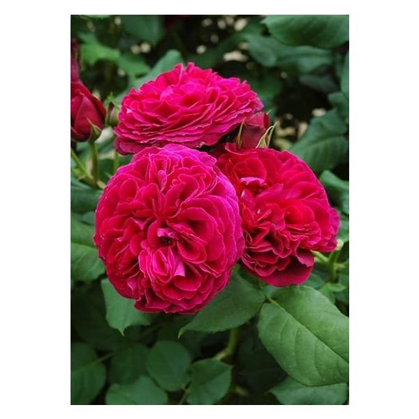 Astrid grafin von hardenberg花色：ワイン色　香り★★★　四季咲き　花径：7〜9cm黒に近い蕾が開くにつれワイン色に変わっていくユニークな花色。花弁数が多くロゼット咲となる花には豊かな香りがあります。名は社会問題に...