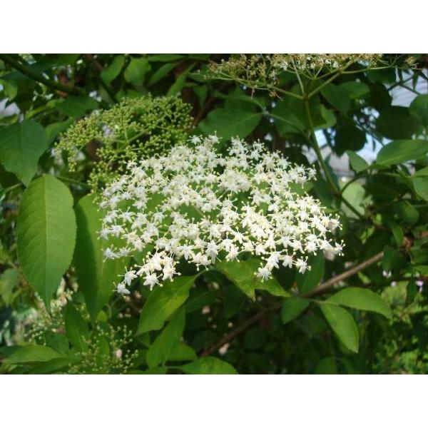 和名：西洋ニワトコ別名:ボアツリー学名：Sambucus Nigraスイカズラ科　ニワトコ属落葉低木で、大きな茂みになります。甘い香りでクリーム色の小さい花を房状に咲かせます。お花の後には黒味がかった紫色の液果をつけます。果樹といっしょに植...
