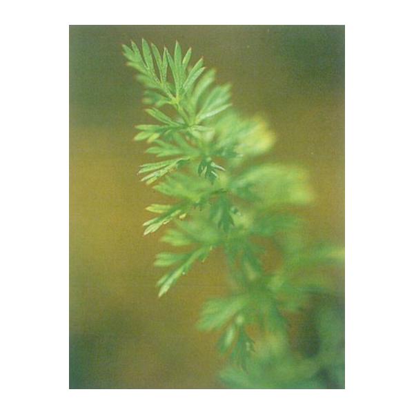 Caraway和名：ヒメウイキョウセリ科　キャラウェイ属　二年草タネが色づけは茎ごと刈り取って陰干しにし、タネを紙袋に入れて乾燥。タネは甘い香りがする。菓子やティーに用い、薬用にもされる。【料理】葉はサラダやスープに、種子はピクルス、パン、...