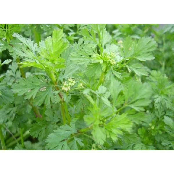 Coriander別名：パクチー、香菜（チャンツァイ）セリ科　コエンドロ属　一年草収穫は下葉から順次欠きとって使う。タネは円形で角があり、快い香りがある。実が白から黄褐色に色づき始めたら刈って、紙袋に入れて乾燥させ、タネを採る。スパイスとし...
