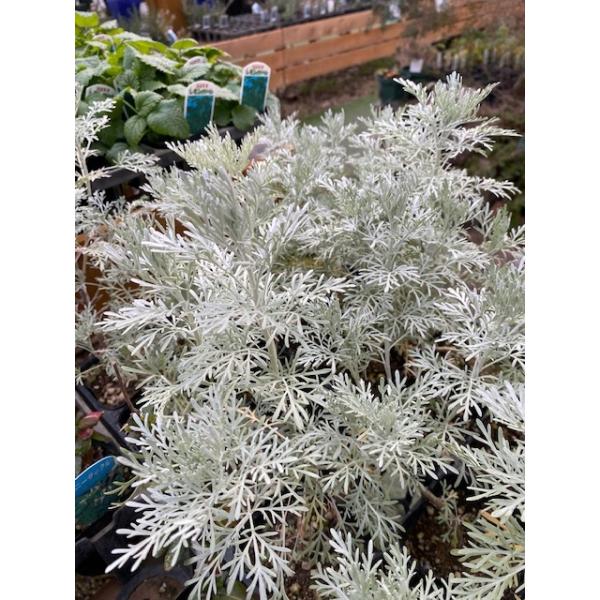 Worm Wood分類：キク科別名：ニガヨモギ葉には深い切れ込みがあり、表面に白くて細かい毛が生え銀白色に見える姿が綺麗です。夏には黄色い花を下向きに咲かせます。茎葉、花には独特の甘い香りと苦みがあり、駆虫や毒消しに非常に優れた効果があると...