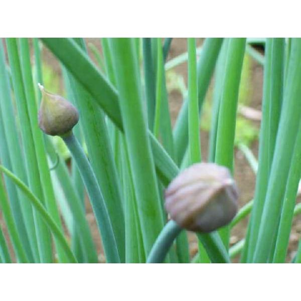 Chives別名：シブレット学名：Allium schoenoprasumユリ科　ネギ属　多年草ピンク色の可愛らしいお花が咲きます。ガーデンの縁取りに植えてもいいでしょう。香りが繊細で、刺激性のあるネギ臭が少ないのでお料理にも使いやすいです...