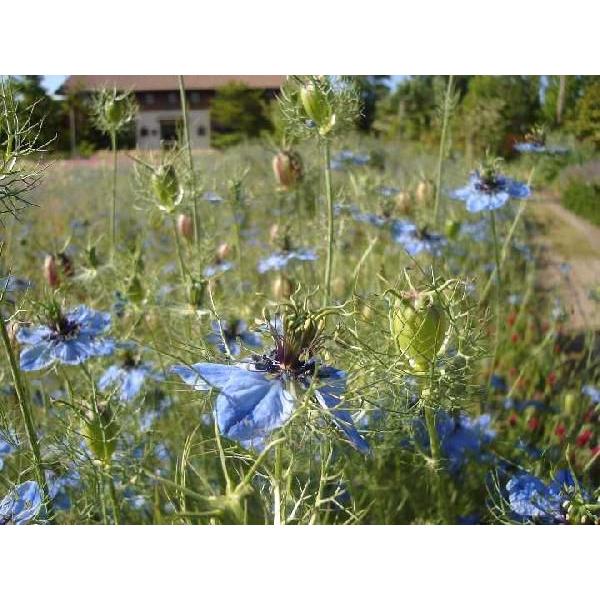 Nigella学名：Nigella damascena分類：キンポウゲ科　クロタネソウ属/一年草別名：ラブインナミスト和名：クロタネソウ高さ30〜50cmになります。直立した茎に羽状の細い葉がつき、青色や白色、桃色の小さな花弁を持った花を咲...