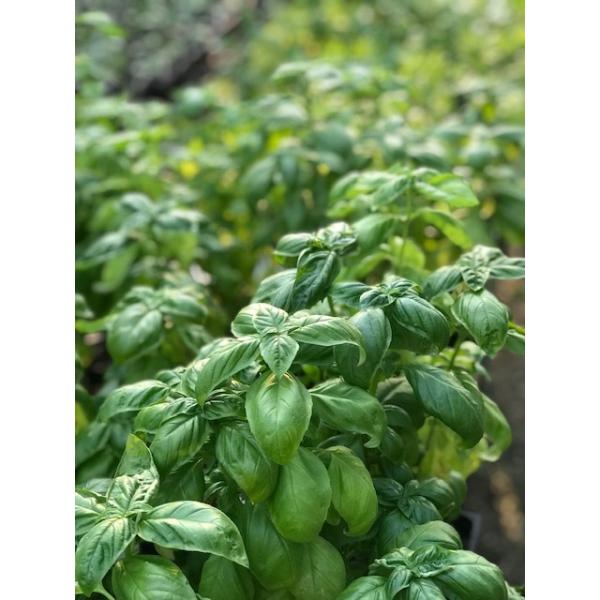 Sweet basil学名：Ocimum basilcum分類：シソ科・メボウキ属/一年草和名：メボウキ高さ30〜60cmに育ちます。鮮やかな緑の葉は、素晴らしい香りです。夏の菜園を香らせ、食卓を豊かにしてくれます。白い穂状の花が咲きます。...