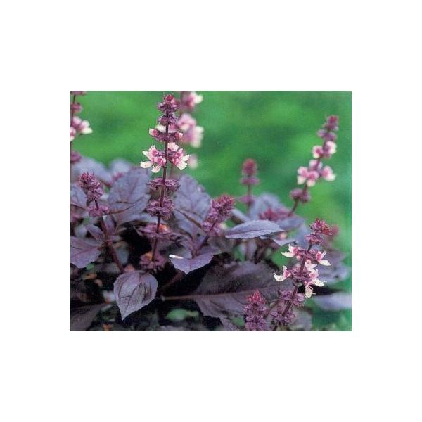 学名：Ocimum basiclum Dark Opal分類：シソ科・メボウキ属/一年草ワイン色のビネガーが生まれる濃い紫色の葉は、ビネガーやオイルに漬けておくと、ルビー色のおいしい香りと色をもらえます。シソのような形の薄紫色の花を咲かせま...