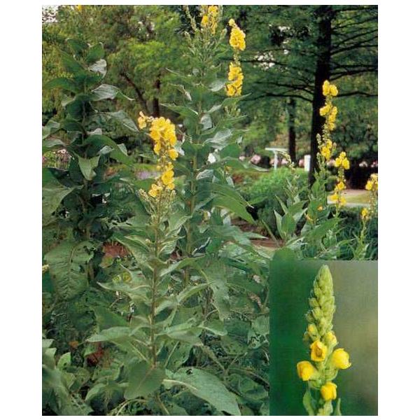 Mullein学名：Verbascum thapsus分類：ゴマノハグサ科・モウズイカ属/二年草別名：バーバスカム和名：ビロードモウズイカ長い花穂に牛脂や樹脂をしみこませて、たいまつにしたといわれます。庭では優しいオーナメントとして存在しま...