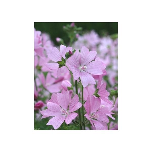 Musk Mallow学名：Malva moschta分類：アオイ科・ゼニアオイ属/宿根草和名：ジャコウアオイ花色：薄ピンク春に苗を植えそれが生育して初夏から秋にかけて花が咲きその後霜が降りると上だけ枯れますがまた春には芽を出します。土が濡...