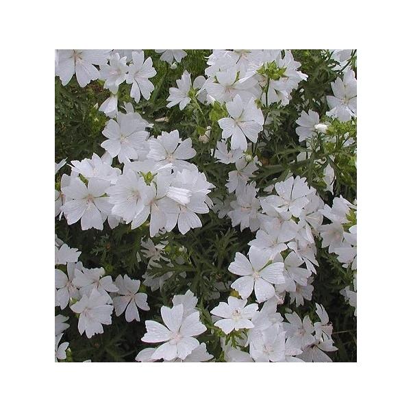 Musk Mallow学名：Malva moschta分類：アオイ科・ゼニアオイ属/宿根草和名：ジャコウアオイ花色：白春に苗を植えそれが生育して初夏から秋にかけて花が咲きその後霜が降りると上だけ枯れますがまた春には芽を出します。土が濡れてい...