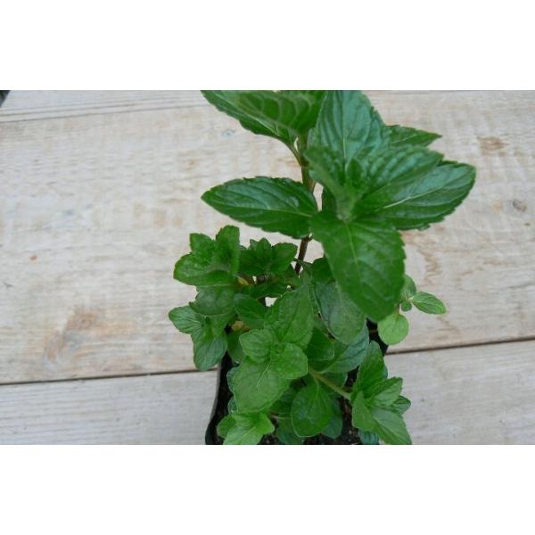 English mint学名：Mentha piperita vulgaris分類：シソ科・ハッカ属/多年草花色：薄桃色濃い紫色の茎と黒みがかった葉っぱが特徴。横に広がらずに真っすぐ上向きに成長します。くせのない香りで料理、お茶、お風呂、ポ...