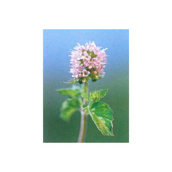 Grapefruit Mint学名：Mentha suaveolenz×piperita分類：シソ科・ハッカ属/多年草薄い毛に覆われた、大きめの葉を持ちます。グレープフルーツのような、穏やかな甘い香りは、お茶、サラダ、花束などに利用します。...