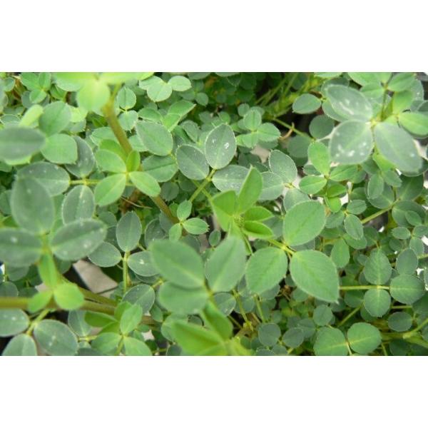 Alfalfa学名：Medicago sativa和名：ムラサキウマゴヤシ科名：マメ科 ウマゴヤシ属　多年草花色：薄紫夏には薄紫色の小さな花がたくさん咲きます。もやしと同じ植物で高さは20〜80ｃｍくらいで茂みになり密生します。葉は楕円形の...