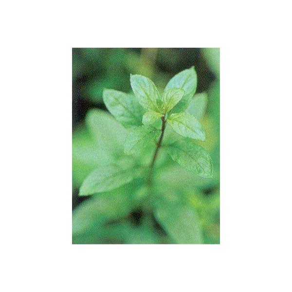 Blackpepper Mint学名：Mentha×piperita cv.分類：シソ科・ハッカ属/多年草葉脈や茎が黒紫色で、強いペパーミントの香りを持つ小型種です。 お茶や匂い袋、お菓子などに向きますが、使用は控えめに。【場所】半日陰を好...