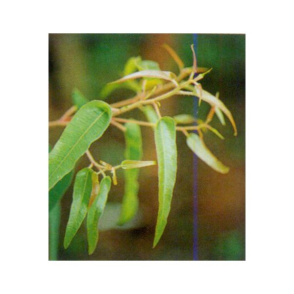 Lemon Eucalyptus学名：Eucalyptus citriodora分類：フトモモ科・ユーカリ属/常緑低木別名：レモンセンテッドガムほんとうは大きく育つ木。日本では、冬に室内に保護しなければならない地域もあります。木のそばを通る...