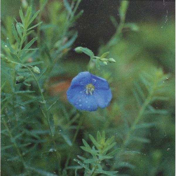 学名：Linum perenne分類：アマ科/耐寒性多年草草丈：20〜50cm花期：7月〜8月美しい青花の多年性のフラックスです。葉が細く、細い茎の頂部に淡い青花を咲かせます。ハーブガーデンやナチュラルガーデンの彩りにぴったりです。茎から繊...