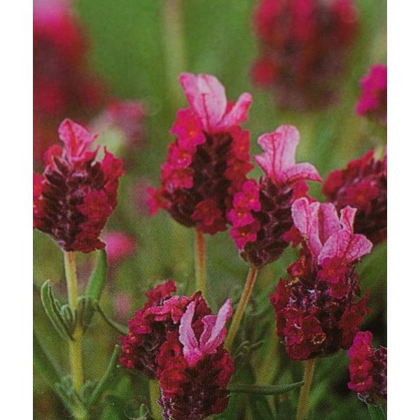 Lavandula　stoechas’ barcelonarose’　株は比較的コンパクトで、花付きがとてもよく、ころころとした丸い花がかわいらしいです。日当たりの良い、風通しのよいところを好みます。遅咲き性。※フレンチ系のラベンダー長楕円...