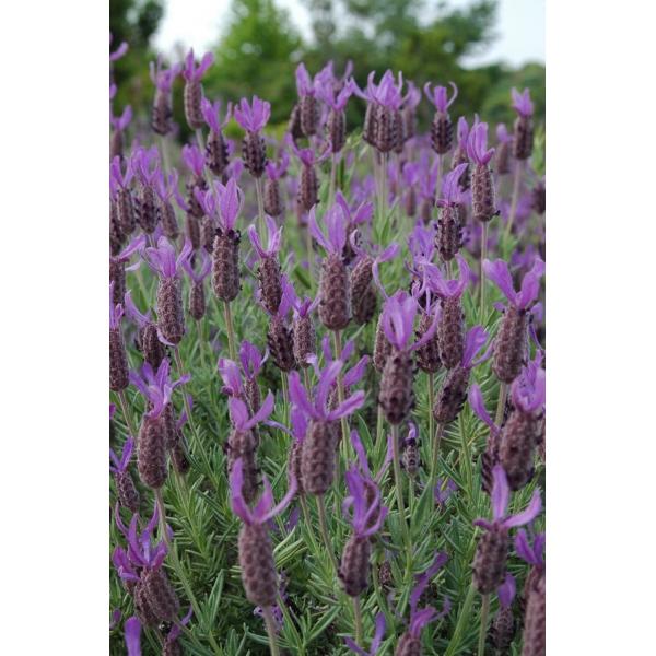Lavandula　stoechas’stoechas’ラベンダー・ストエカスは、ストエカス系のラベンダーの原種で、地中海沿岸と北アフリカ全域の広い地域に分布しています。高さは50〜60cmになります。葉は綺麗な灰緑色です。春から初夏にかけ...