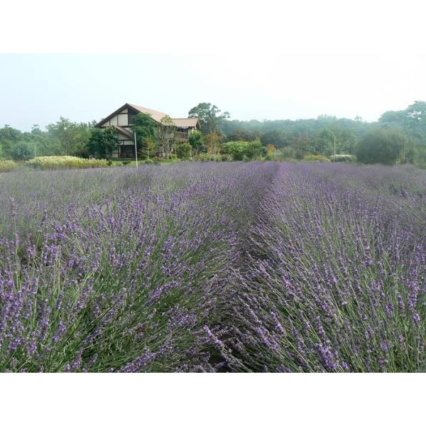 ラベンダーの中ではフルーティーなやさしい感じのする香りです。開花期も長く、耐寒性はもちろん耐暑性も改善されているため、暖地での栽培拡大が期待されます。【場所】水はけと、日当たりのよい場所【土】石灰質で、砂の混ざった水はけのよいところ