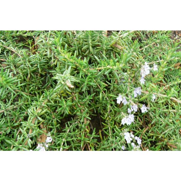 Rosemary　Capri淡いブルーの花を咲かせる半ほふく性（下垂性）品種です。葉に強い香りがあり、肉料理に使用されます。半匍匐性。日当たりの良い、水はけがよく乾燥気味のやせた軽い土を好みます。