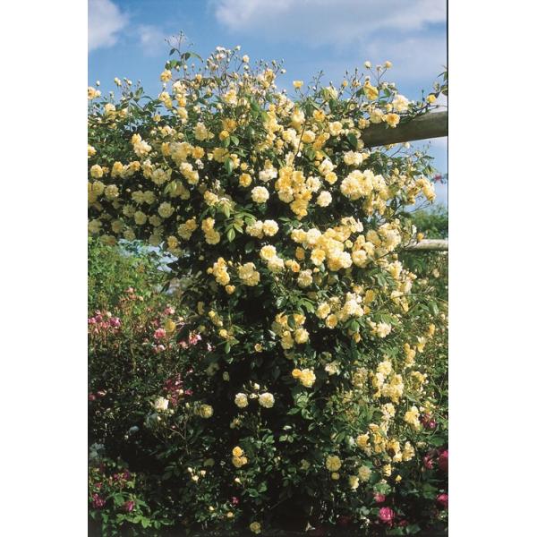 Malvern Hills(Auscanary)花色：黄色　香り★★★　四季咲き性強くほっそりした樹形で、魅力的な艶のある葉をつけ、トゲは少ない。アーチを作りやすく、高さ3〜3.5m程の壁や棚に誘引することができます。とてもよいノアゼットの...