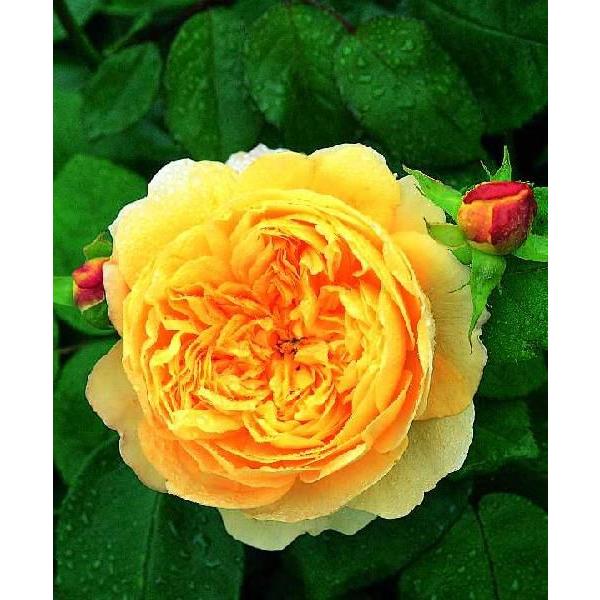 Charles Darwin(Auspeet)花色：黄色　香り★★★　四季咲き育ちが良く、病気にも強いバラです。強い芳香があり、天候によって柔らかな花の紅茶の香りからレモンの香りへと変化します。花の大きさはイングリッシュローズの中でも最も大...