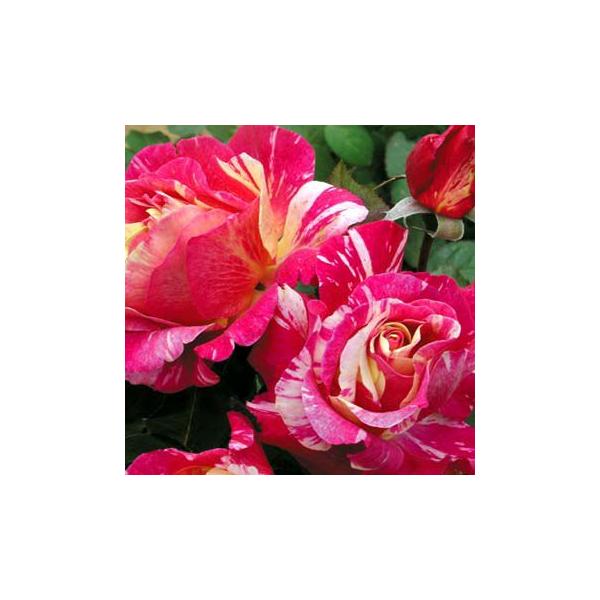 Maurice Utrillo花色：クリムゾンレッドとホワイトのストライプ香り★★★　四季咲き　花径8〜10cm樹高、幅、樹形：1.2×1.0m、ブッシュ 花形：セミダブル20世紀初期の近代フランス印象派、詩情の風景画家「ユトリロ」に捧げら...