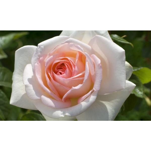 My Garden花色：パールがかったクリーミーピンク　香り★★★　四季咲き　花径13〜14cm「パワフルなロサ.センティフォーリア、シトラス、パルマローザの香り」とフランス・グラースの調香師が話しているように強香な香りがします。花の開き始...