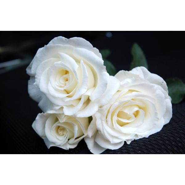 Frederic Dard花色：白　香り★★★　四季咲き花形：ロゼット咲き　樹形：木立性 花径：大輪(12cm)樹高：Ｈ0.8×0.8m　白い蕾は円錐状に開き、黄色い花芯をのぞかせていく。大輪の花は、強い芳香を保つ。 深いグリーンの葉が花を...